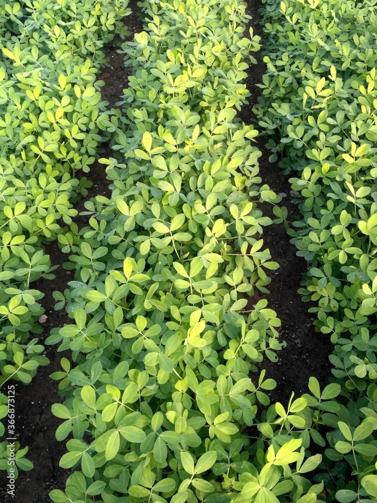 Organic Farm Land Crops In india Blue skies, Pinto peanut, palm trees ...