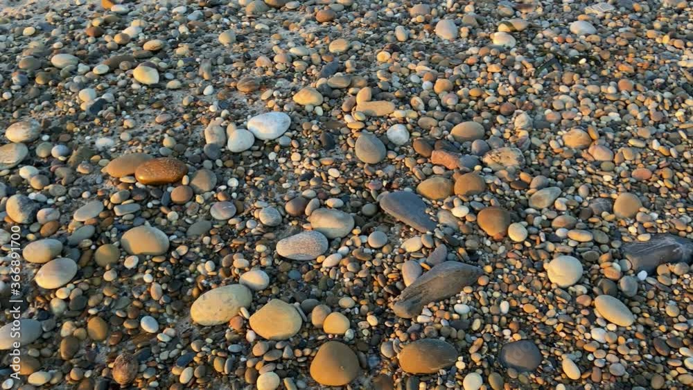 SLOW MOTION - Talitrus saltator on the pebble shore of Esposende ...