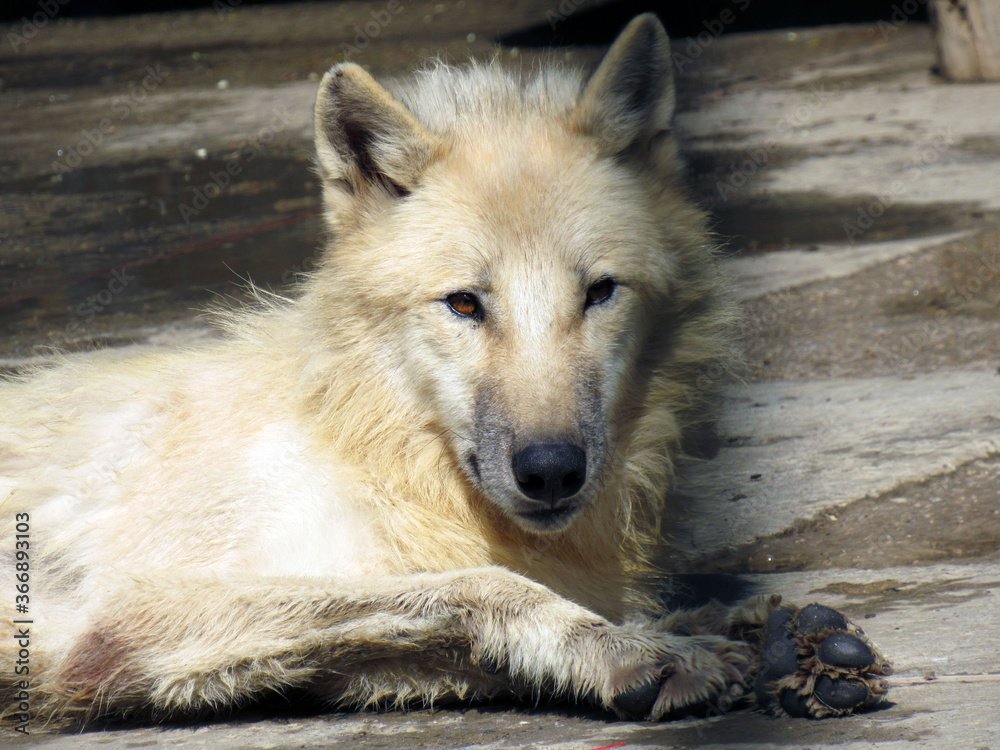 The arctic wolf alpha male looks straight ahead. Located in nature ...