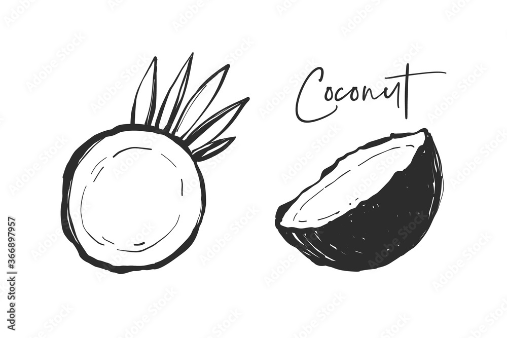 Coconut cut and coconut half. Black line fruits illustration set ...