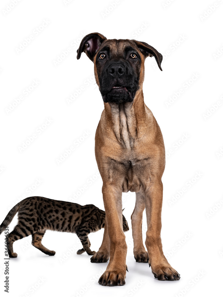 Handsome Boerboel / Malinois crossbreed dog, standig facing front. Head ...