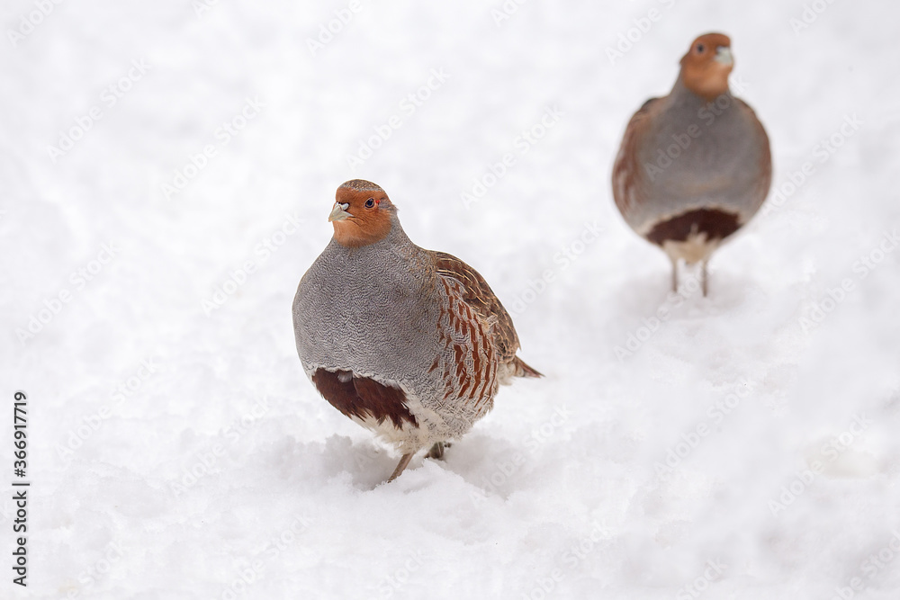Grey partridge (Perdix perdix), also known as the English partridge ...