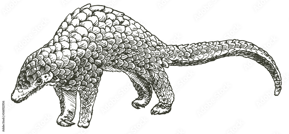 Hand drawn realistic sketch of pangolin, Vector illustration Stock ...