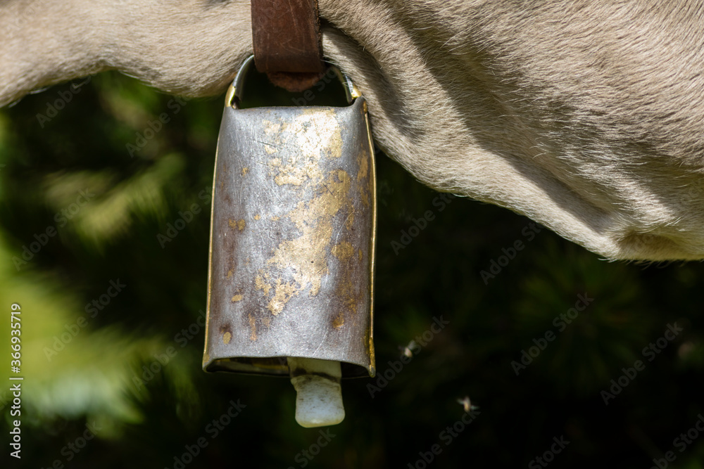 Cencerro de una vaca en los Pirineos Stock Photo | Adobe Stock