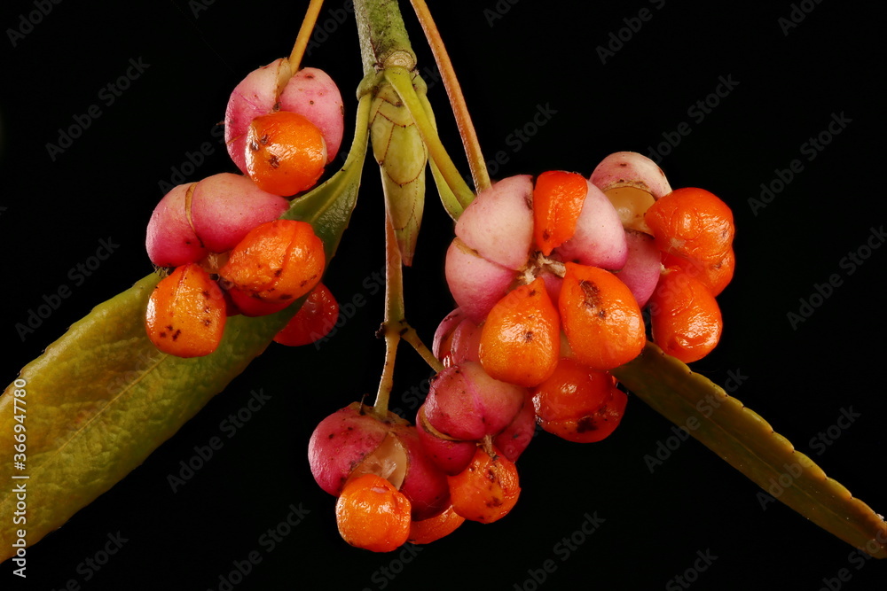 Fortune's Spindle (Euonymus fortunei). Infructescence Closeup Stock ...