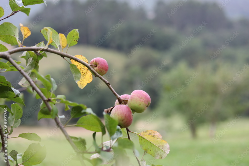 manzanos Stock Photo | Adobe Stock