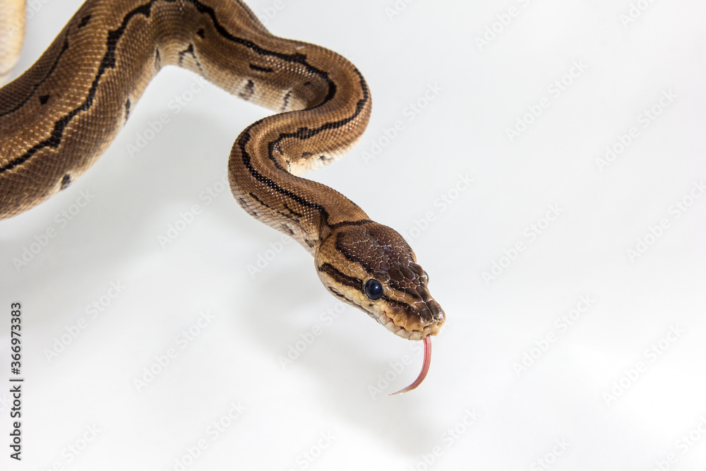 Python regius -A young ball python hanging from the corner of the image ...