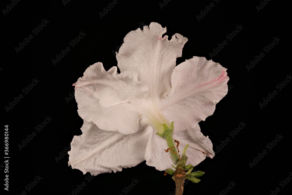 Hybrid Rhododendron (Rhododendron x hybridum, cv. 'Oxydon'). Flower Closeup Stock Photo | Adobe ...
