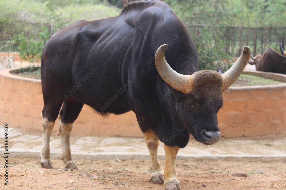 Indian gaur or Bison is the largest and the tallest in the family of ...