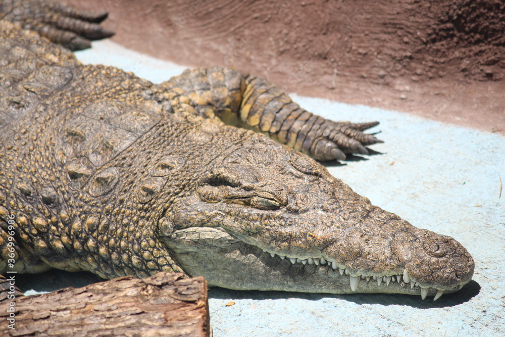 Crocodiles have powerful jaws with many conical teeth and short legs ...