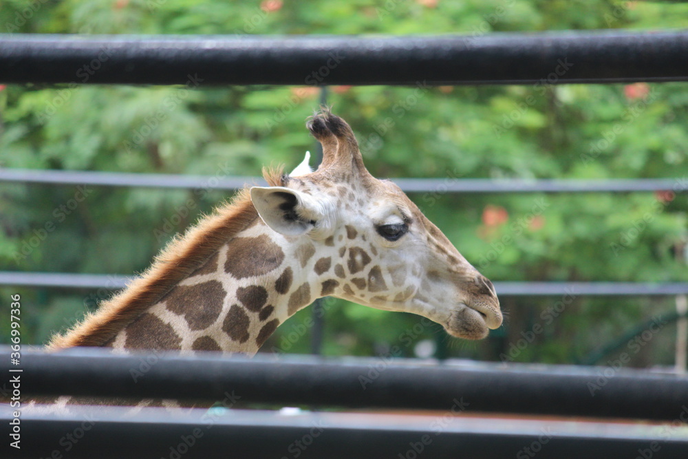 Giraffes are the world's tallest mammals, thanks to their towering legs ...