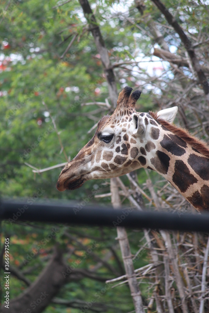 Giraffes are the world's tallest mammals, thanks to their towering legs ...