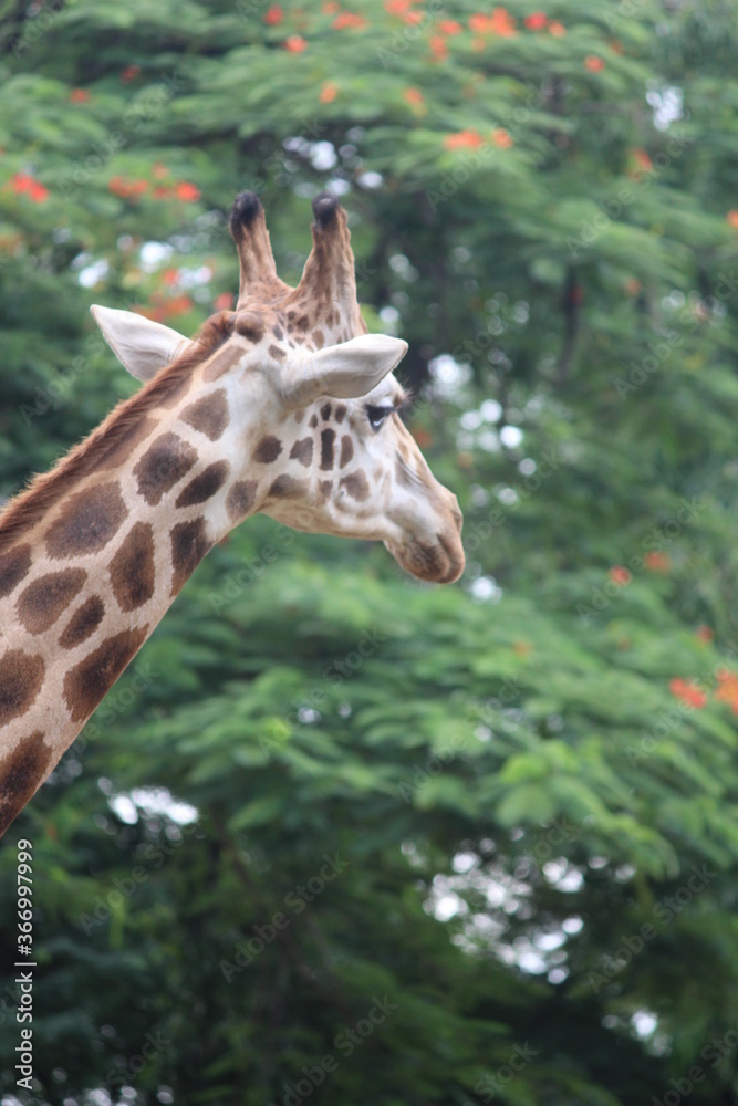 Giraffes are the world's tallest mammals, thanks to their towering legs ...