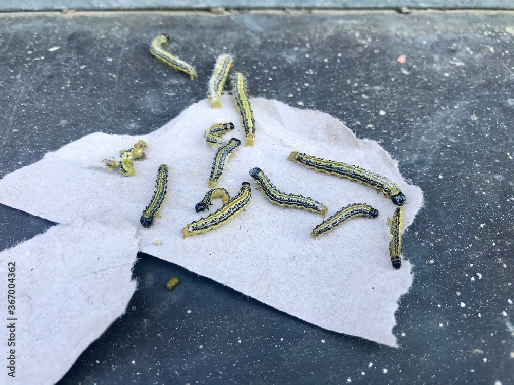 Close-up of the terrible outdoor disease of Cydalima perspectalis (box ...