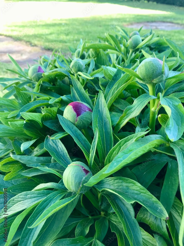 Closeup of the buds of pink perennial peony flowers with their fresh ...