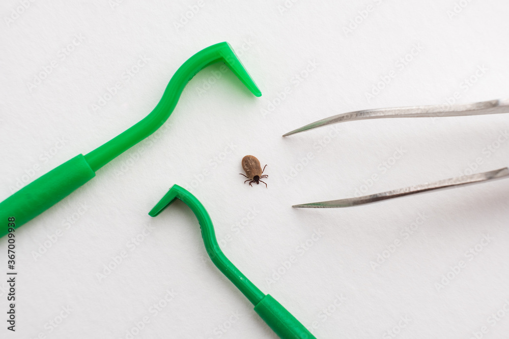 tool for pulling out the tick lying on a white background, dangerous ...