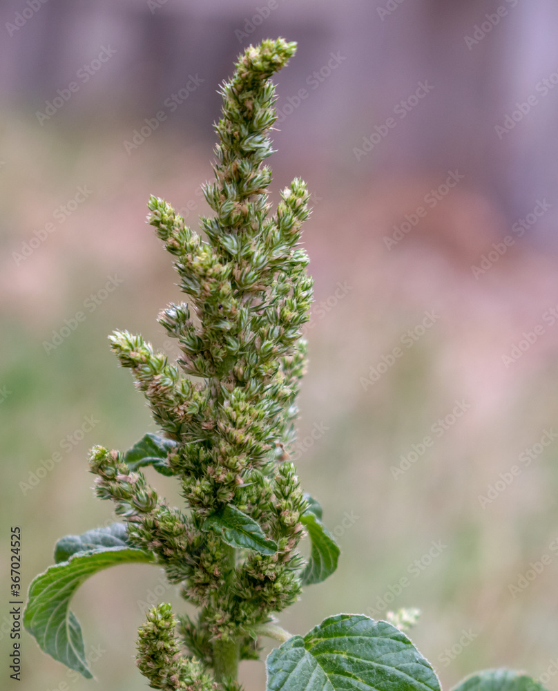 Wild Edible Amaranth crop Pigweed plant in field. Pigweed cereal plant ...