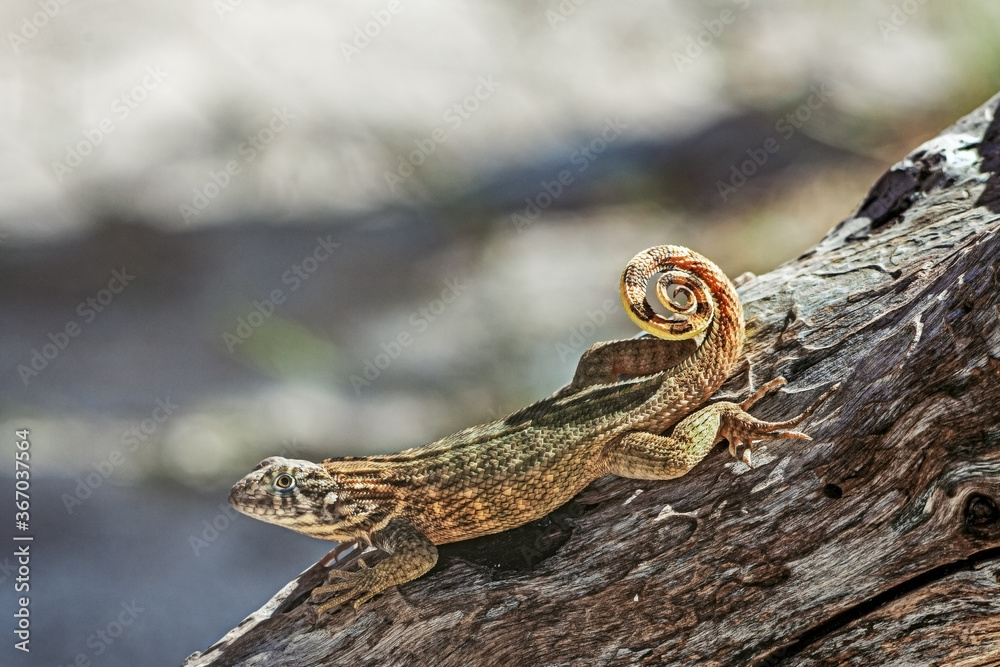 Foto de curly tail lizard aka the lion lizard from the caribbean island ...