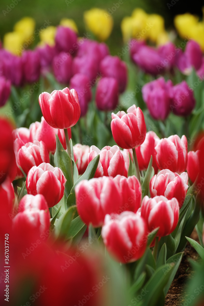 Tulip flowers macro photography with blur background in Floriculture ...