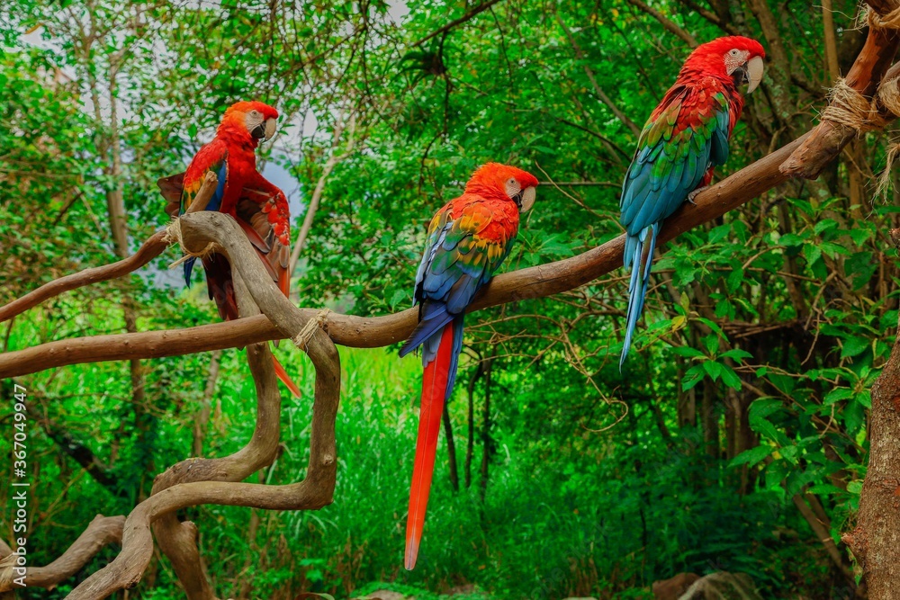 flying parrots of south america full colors in zoological parks of ...