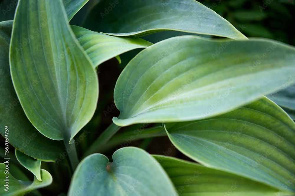 matte green hosta leaves, large fresh green leaves (hostas, plantain ...
