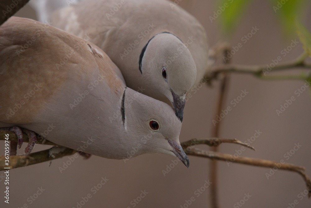The Eurasian collared dove is a dove species native to Europe and Asia ...