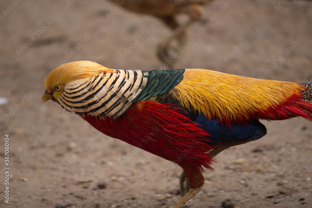 The golden pheasant (Chrysolophus pictus), also known as the Chinese ...