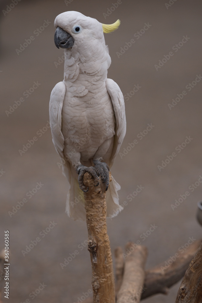 The white cockatoo, also known as the umbrella cockatoo, is a medium ...