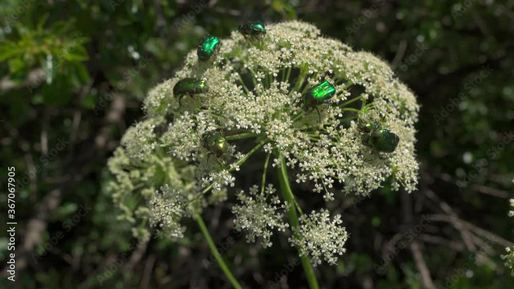 Video Stock CLOSE UP SHOT: green shiny bugs known as a rose chafers ...
