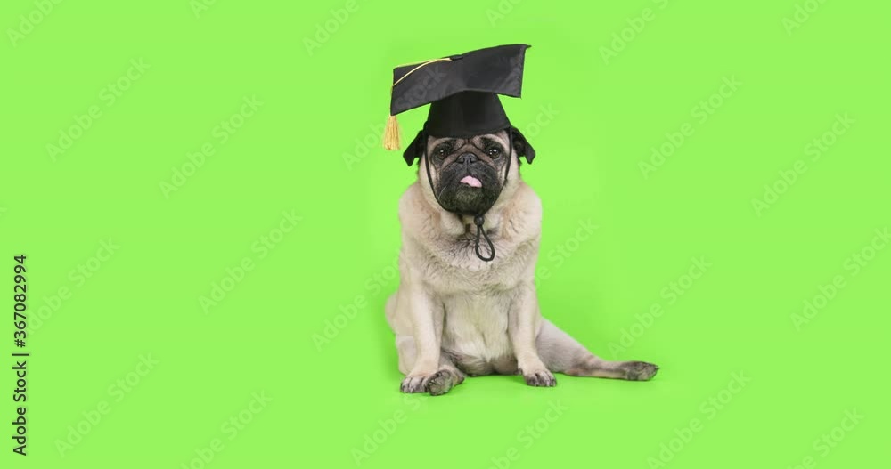 Cute funny pug dog wearing graduation hat, grad cap. Green screen ...