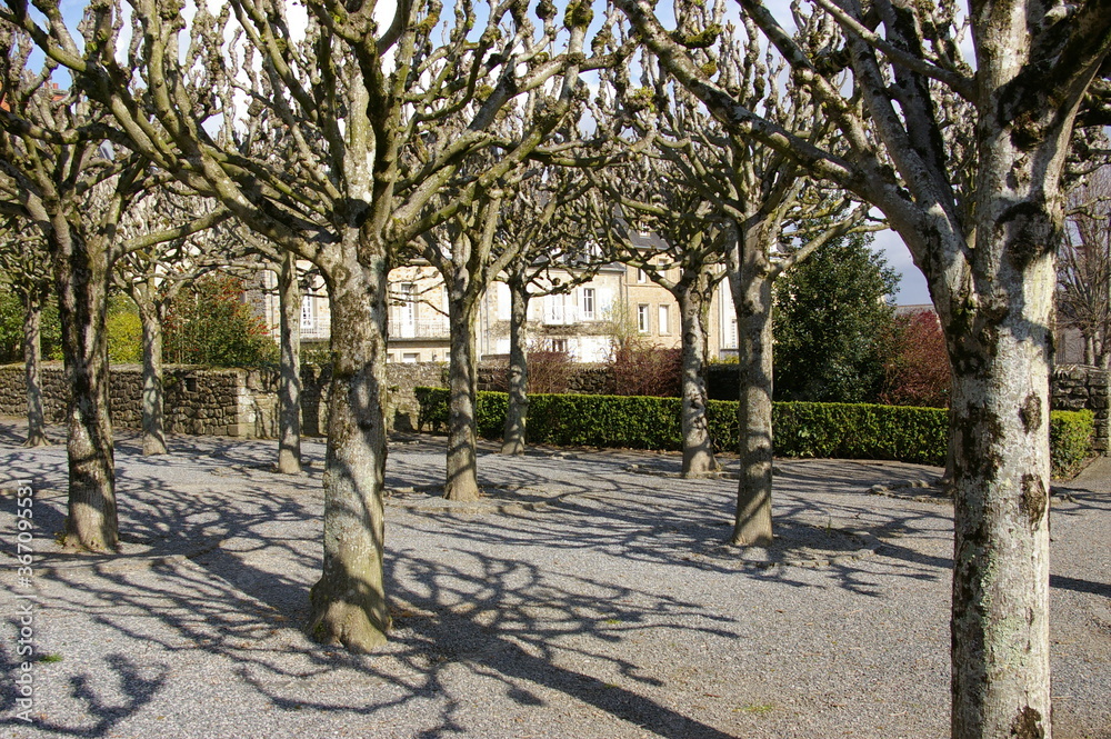 Deciduous pollarded trees in a gravel park in France. Stock Photo ...