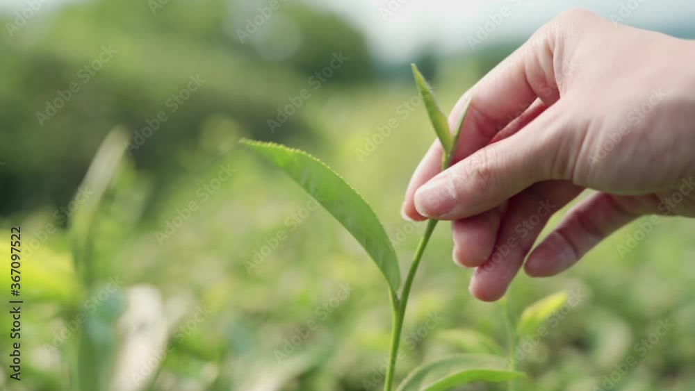 Close up woman hand gently touching young tea leaf, Planting the trees ...