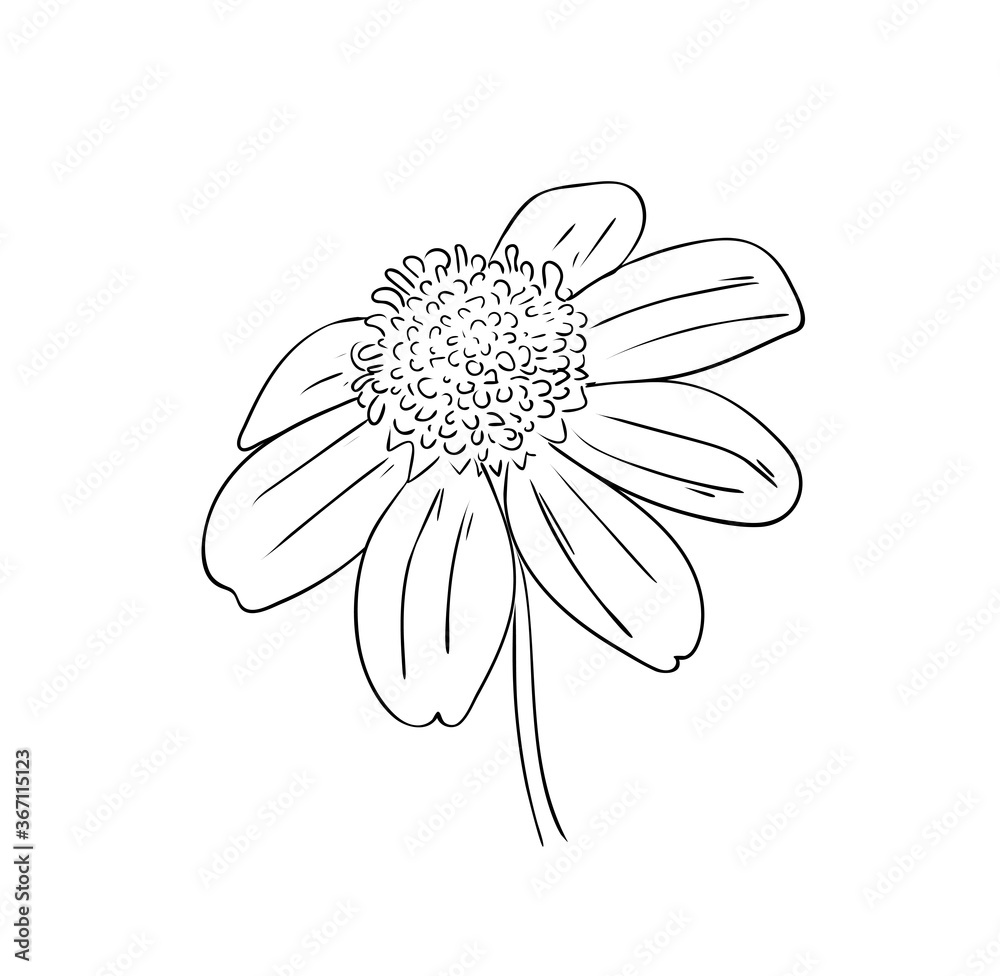 Vector illustration, isolated perennial rudbeckia flower in black and ...