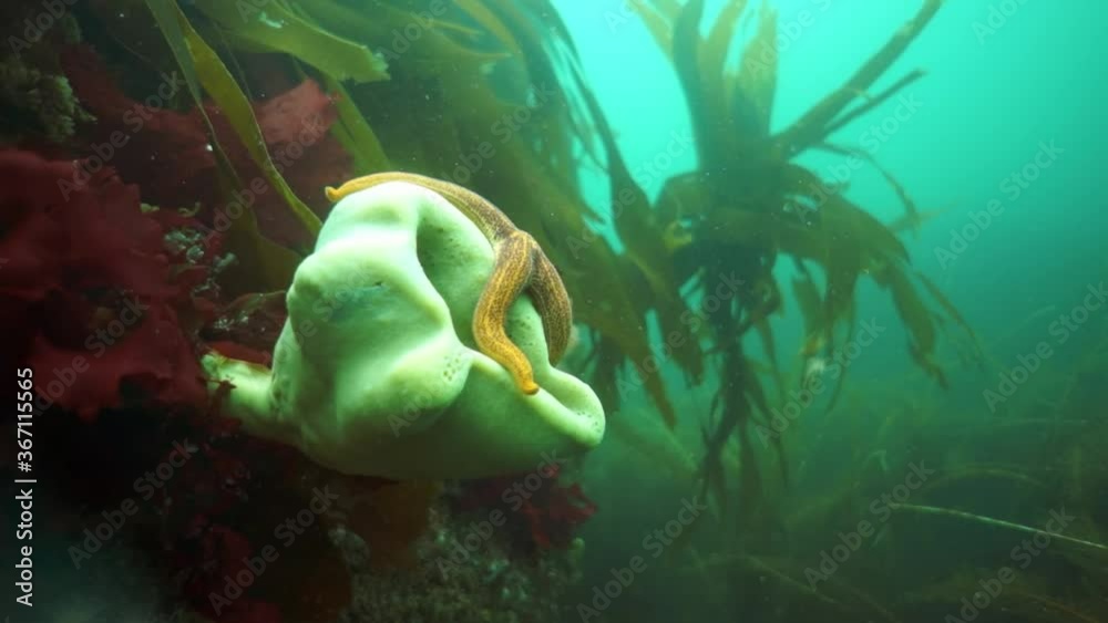 Underwater thickets of seaweed kelp. Diving in Sea of Okhotsk. Shell ...