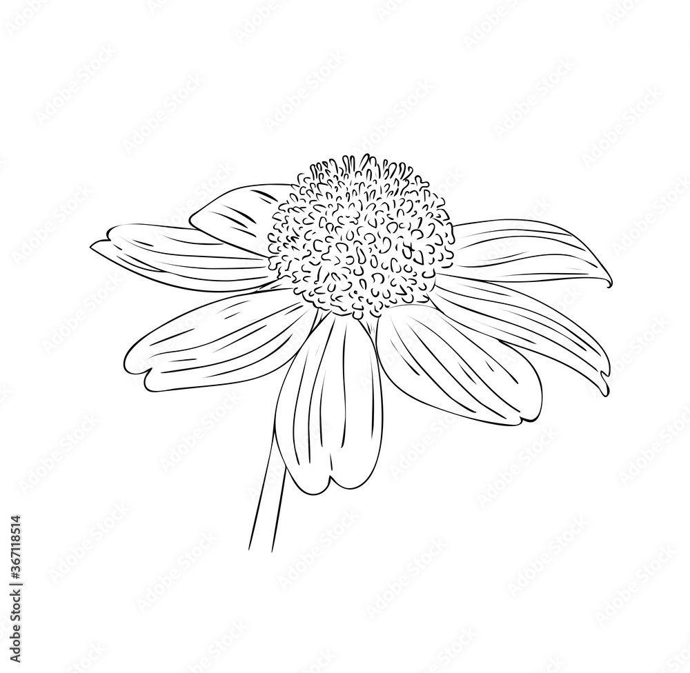 Vector illustration, isolated perennial rudbeckia flower in black and ...