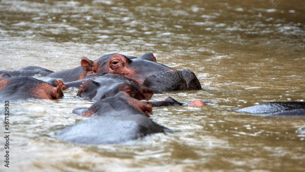 Fotografia do Stock: Pod of hippos in the estuary in the iSimangaliso ...