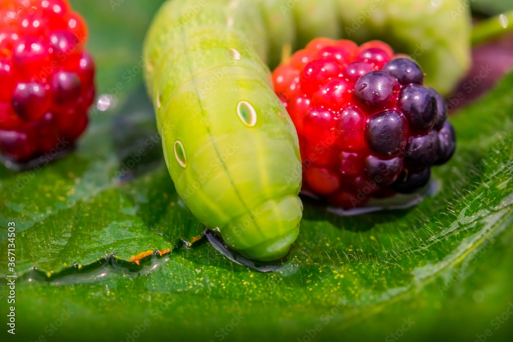Green caterpillar on a leaf. Blackberries. Macro photo. Raspberry ...