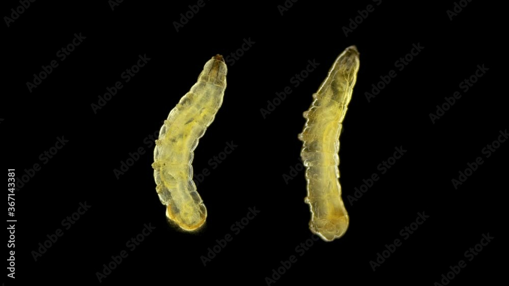 Worm-shaped larva under a microscope, order Diptera, , visible work of ...