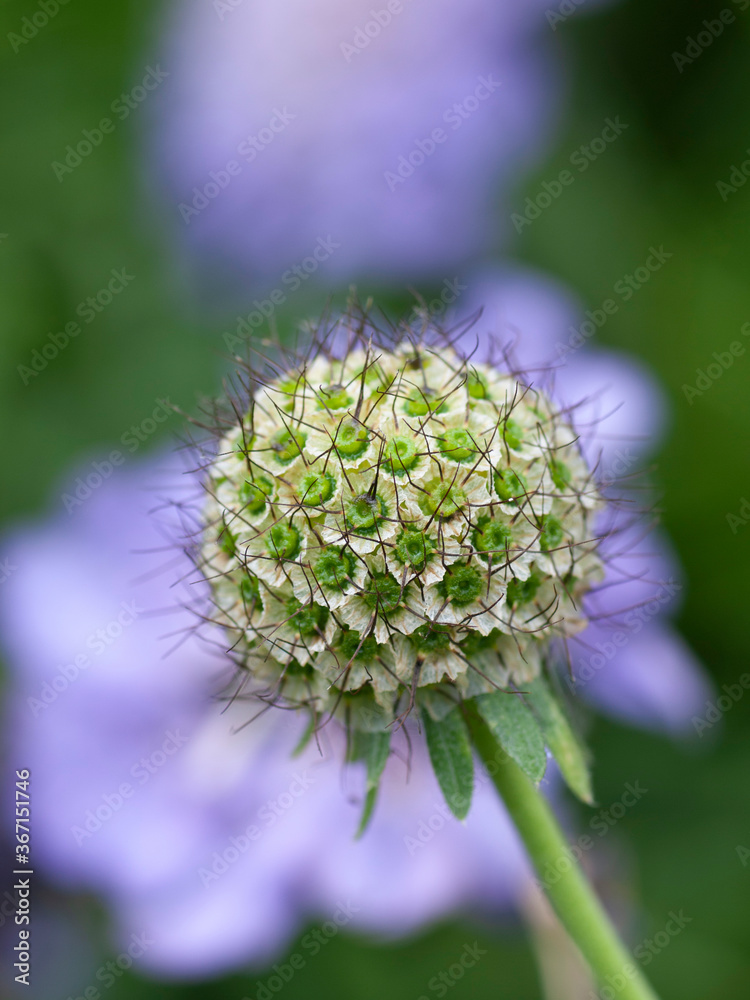 The seed head of a spent Scabious, Scabiosa caucasica pincushion flower ...