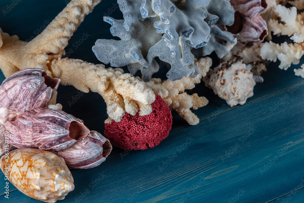 Corals and sea shells on a sea colours background. Stock Photo | Adobe ...