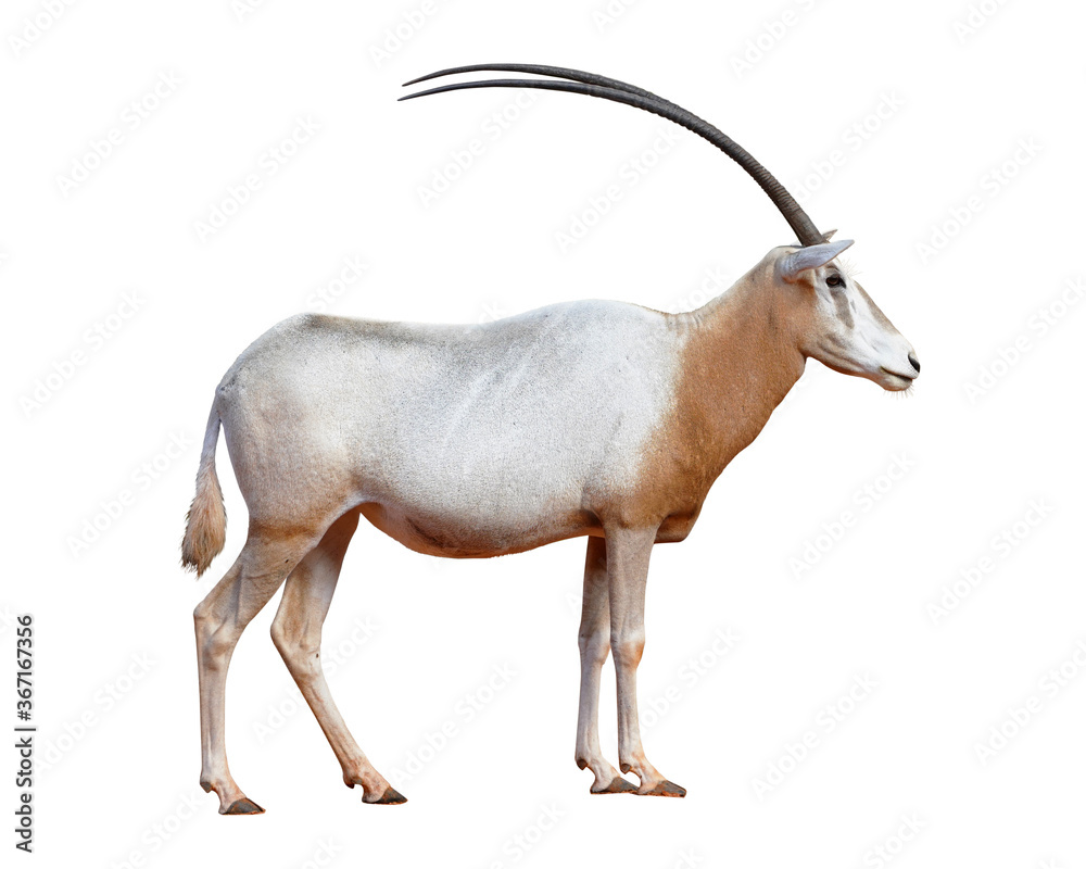 Scimitar-horned Oryx ,Oryx Standing with his head on horn sword side ...
