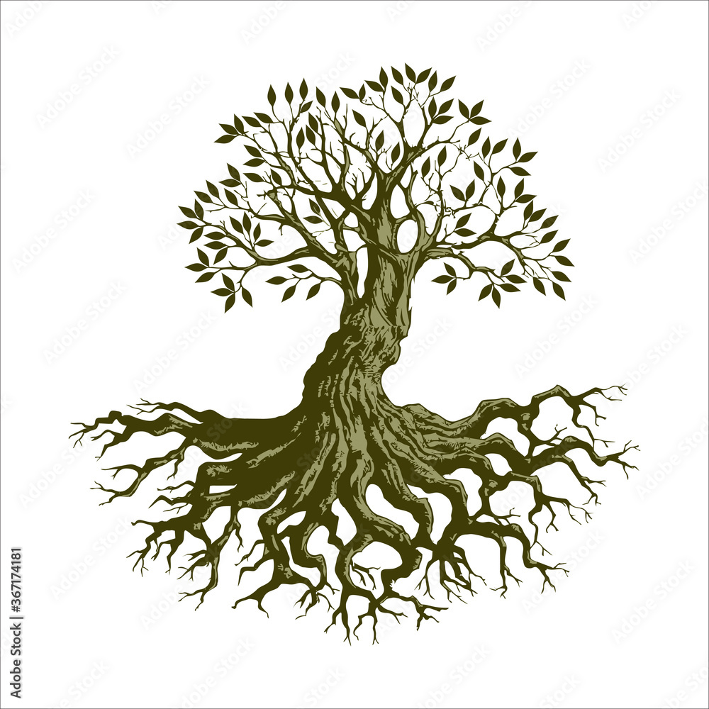 Olive Tree Drawing Roots