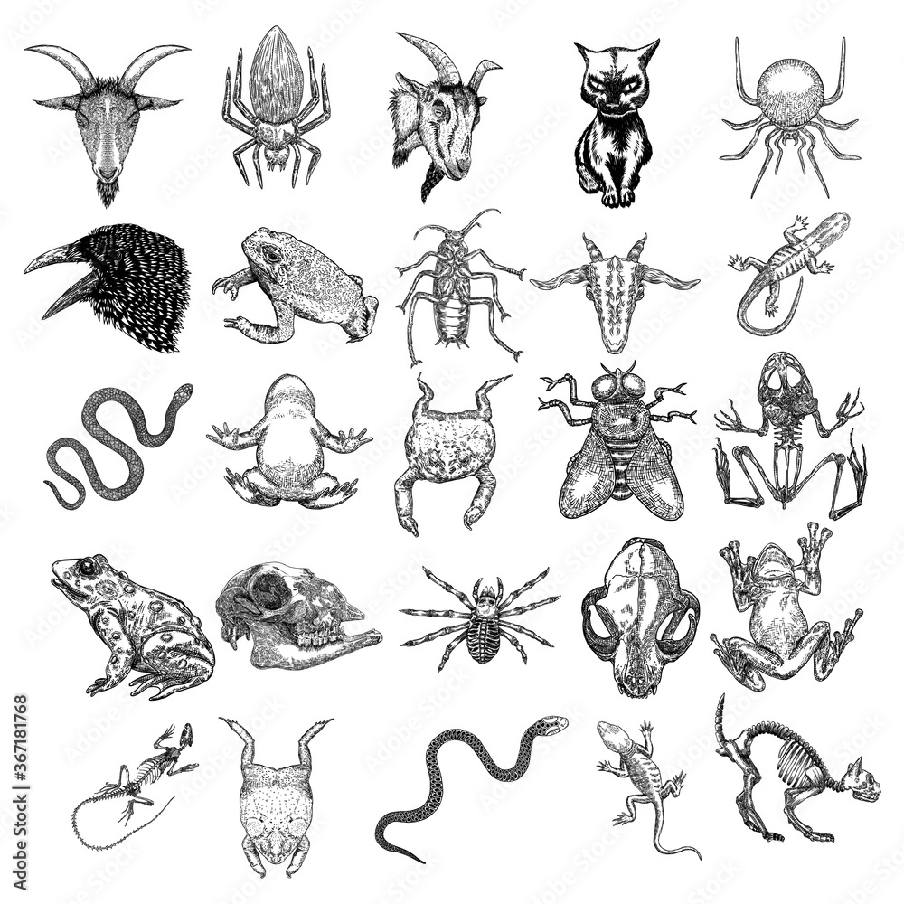 Animals set. Reptile frog, toad, lizard skeleton and snake, spider, fly ...