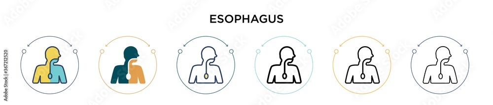 Esophagus icon in filled, thin line, outline and stroke style. Vector ...