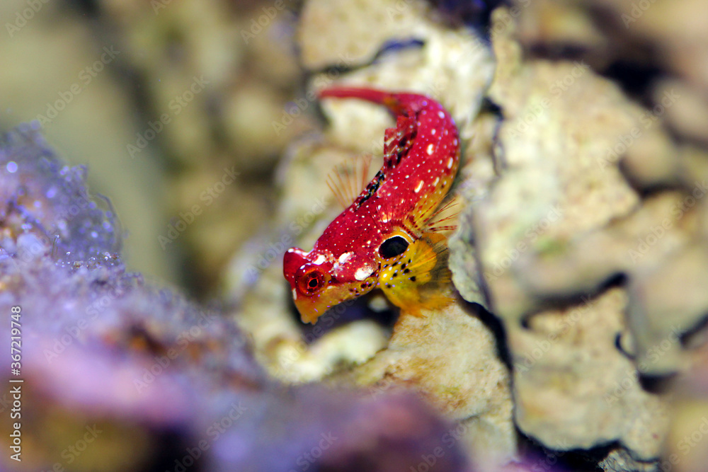 Red Ruby Dragonet fish is amazing natural addition in every reef ...