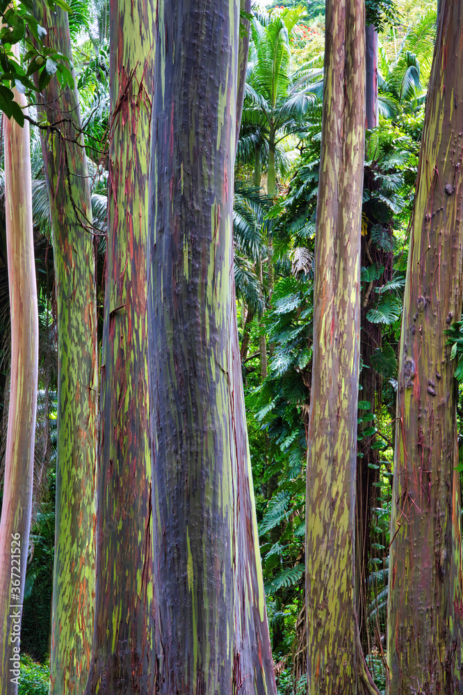 Beautiful grove of rainbow eucalypyus tree along the road to hana on ...