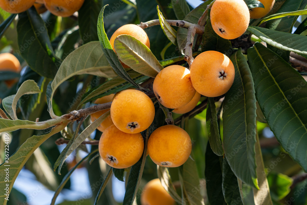 Fruit of loquat - Eriobotrya japonica - has become in Fukuoka city ...