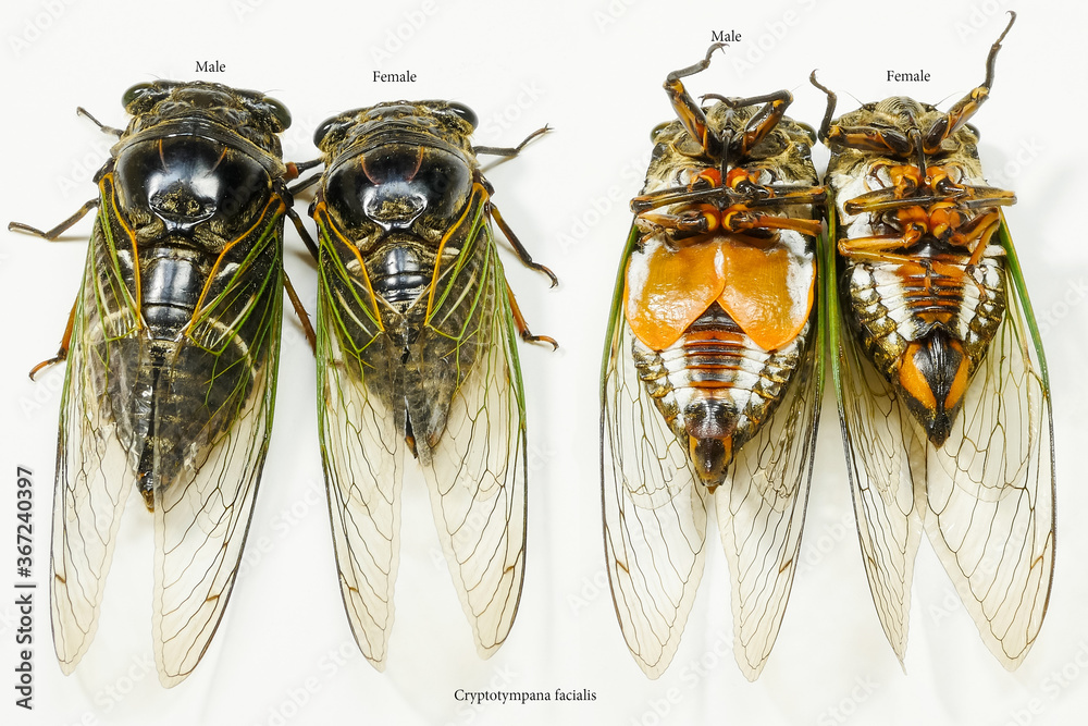 Adult cicada( Cryptotympana facialis ) upside down for showing the ...
