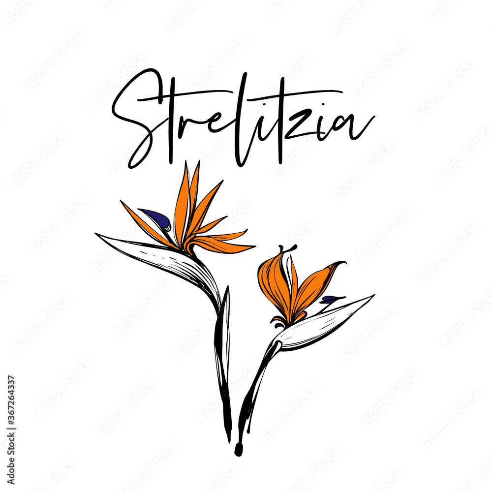 Greeting card with beautiful strelitzia and strelitzia calligraphy ...