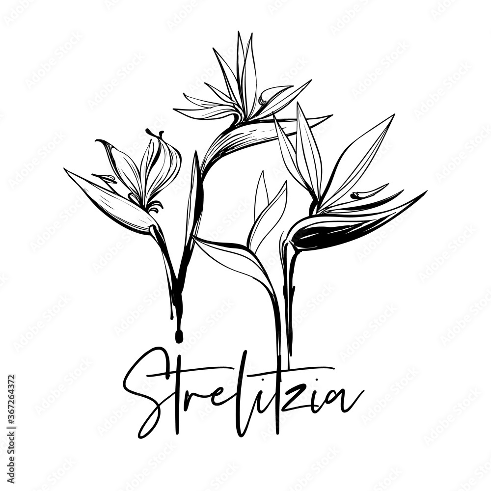 Strelitzia word and black line strelitzia flowers. Tropic outline floral illustrations. Tropical ...